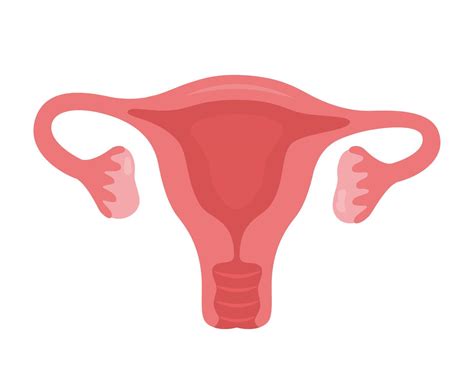 Uterus Woman Reproductive Health Illustration Gynecology Anatomy