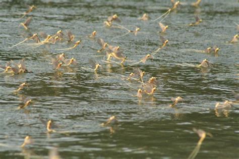 Nimfea Nature Conversation Association