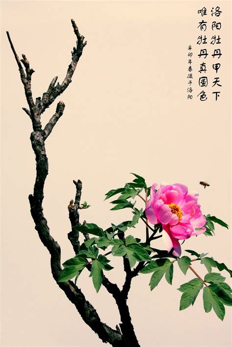 牡丹 堆糖美图壁纸兴趣社区