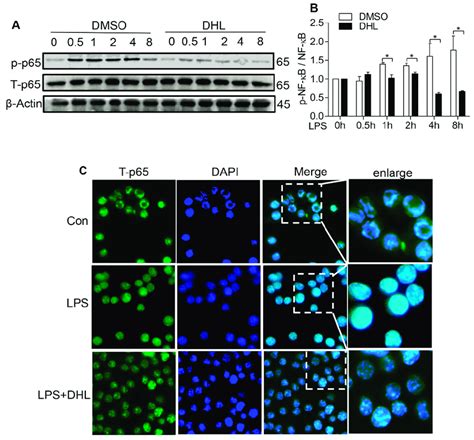 Dhl Reduced The Lps Induced Nf Kb Activation In Raw2647 Cells A