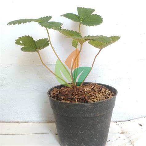 Jual Bibit Strawberry Asal Biji 10 Cm Agro Bibit ID