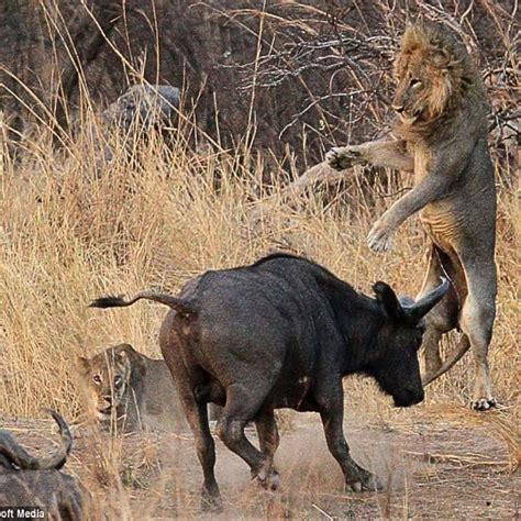 Unexpected Showdown Buffalo Interrupts Lions During Mating Ritual