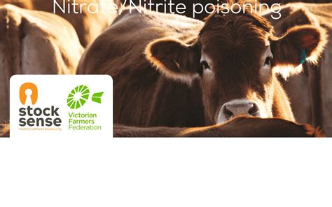Fact Sheet Nitrate Nitrite Poisoning Victorian Farmers Federation