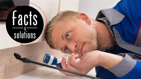 How To Hire A Roach Exterminator Cockroach Facts