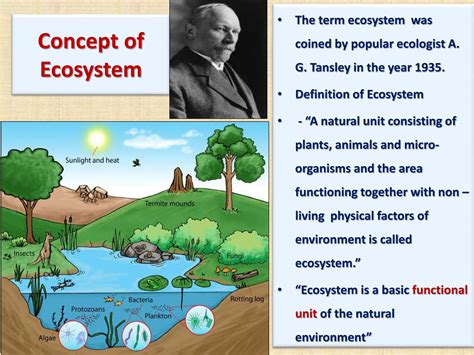 Ecosystem Composition Structure And Functions Of Ecosystems PPTX