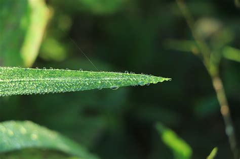이슬이 맺힌 신선한 푸른 잔디가 Auttum과 Bokeh에 햇빛에 떨어집니다 추상적인 흐릿한 배경 자연 배경입니다 텍스처 복사 공간 가득 찬에 대한 스톡 사진 및 기타
