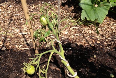 5 Variations On A String Trellis For Tomatoes Bonnie Plants