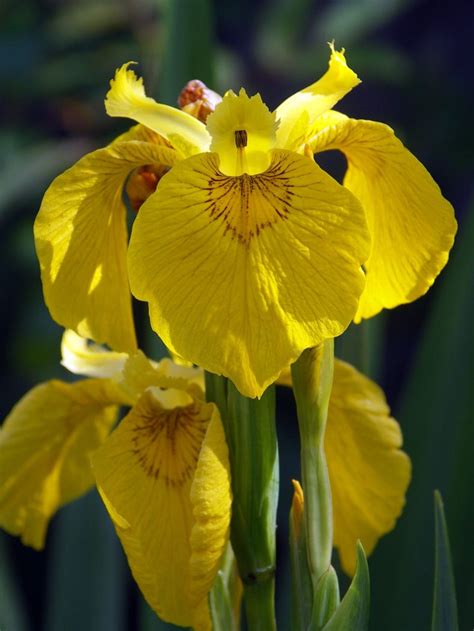 Iris Pseudacorus Plants Direct Victoria Bc