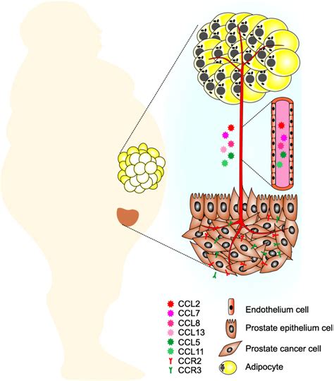 Ccl2 Ccr2 Signaling In Cancer Pathogenesis Abstract Europe Pmc