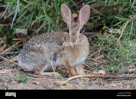 Desert Cottontail Rabbit Sylvilagus Audubonii Bosque Del Apache