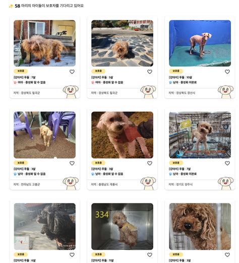 푸들 입양 분양 방법 및 푸들 특징 알아보기 비마이펫 라이프