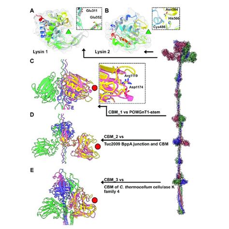 Catalytic And Binding Domains Of Phage Tp 778l Tal A Ribbon And Download Scientific Diagram