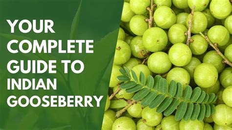 Your Complete Guide To Indian Gooseberry Amla Green