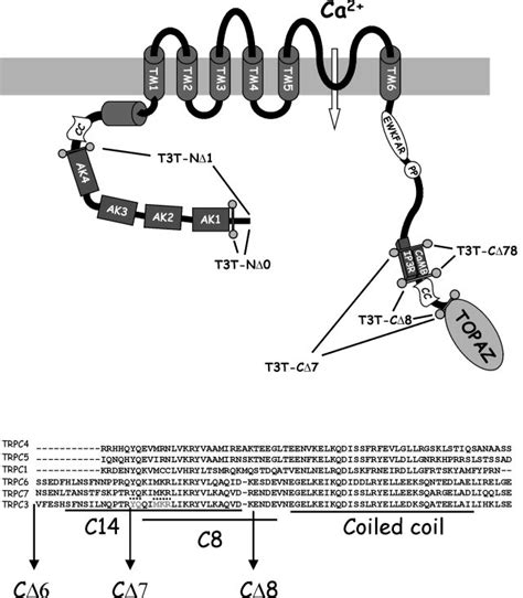 Structure Of Topaz Tagged Truncation Mutants Of Trpc3 And Alignment Of