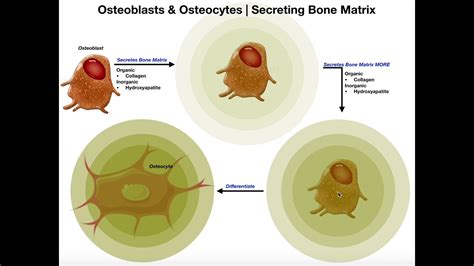 Diagram Showing Evolution Of Osteoblasts And Osteoclast