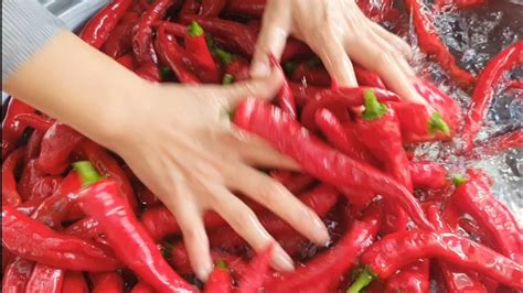 고추수확하고 세척 건조작업중입니다 Youtube