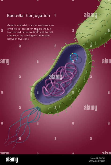 Archaea Eubacteria Conjugation