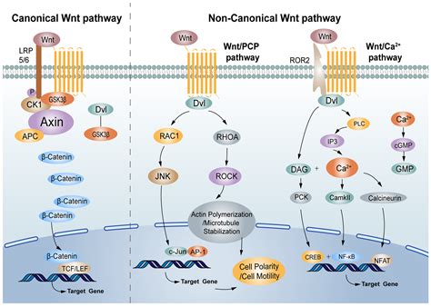 Wnt Signaling Pathway In 2020 Pathways Cell Biology