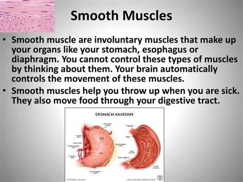 Definition Of Smooth Muscle Muscular System Jwgaqa