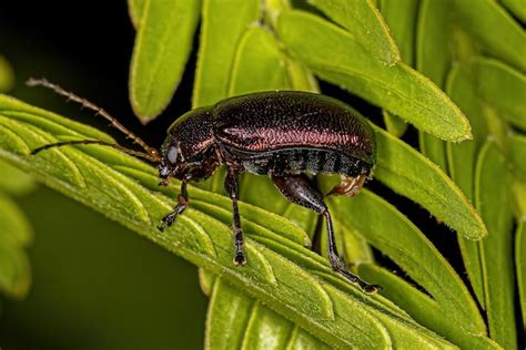 Adult Leaf Beetle Premium Photo