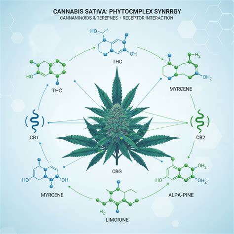 Cannabis Entourage Effect Scientific Research And Evidence 2025
