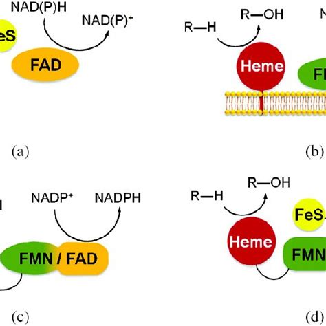 Crystal Structure Of Cytochrome P450cam With Camphor In The Active Side