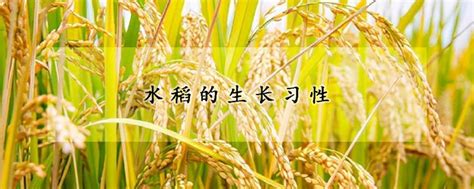 水稻的生长习性 发财农业网