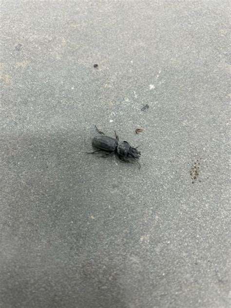 Beetle R Whatbugisthis