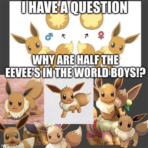 Eevee Memes And S Imgflip