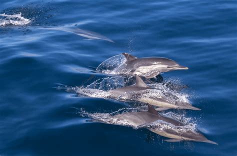 How Data Warehousing Can Benefit A Data Driven Organization Symphony