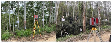 Point Clouds Of Sample Trees Using Tls Terrestrial Laser Scanning Download Scientific