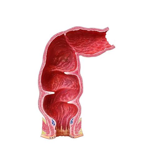 Rectum And Anus Artwork By Bo Veisland Science Photo Library