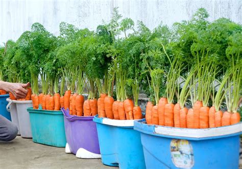 Cómo Cultivar Zanahorias En Casa De Manera Sencilla Conecta Salud