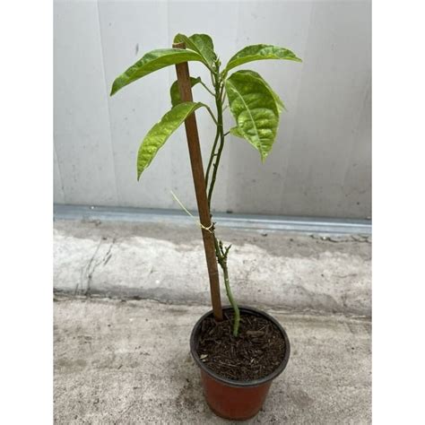 Passiflora Edulis Passion Fruit Plant 12”with Pot Live Plant Ready To