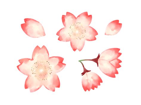 桜の花の水彩セット 無料イラスト素材｜素材ラボ