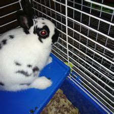 How To Determine The Sex Of A Rabbit Steps With Pictures