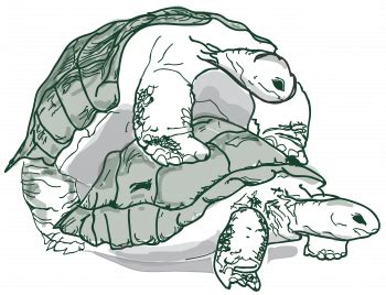 4 5 Oral Sex In Cichlid Fishes The Evolution And Biology Of Sex