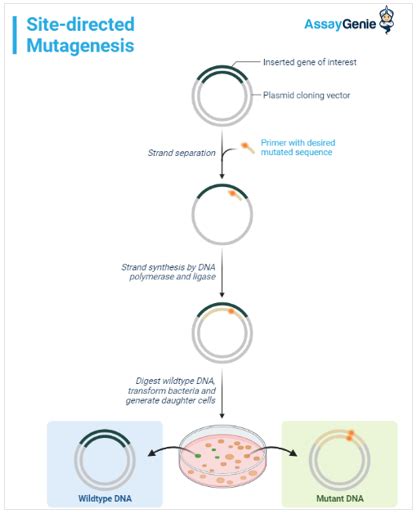 Site Directed Mutagenesis Troubleshooting And Faqs