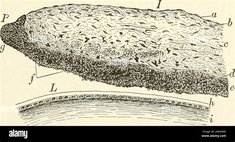 Iris Histology Drawing Anatomy Of Ciliary Body Ciliary Processes