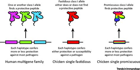 Compared With Mammals The Major Histocompatibility Complex Mhc Of