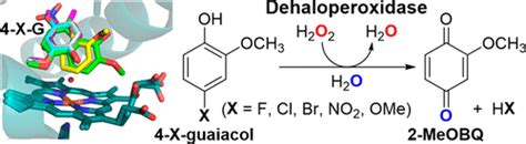 过氧化物酶与过氧化酶活性：底物替代作用作为多功能催化球蛋白脱卤过氧化物酶中酶功能的调节剂。biochemistry X Mol