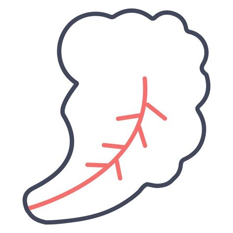 Premium Vector Lettuce Vector Illustration Style