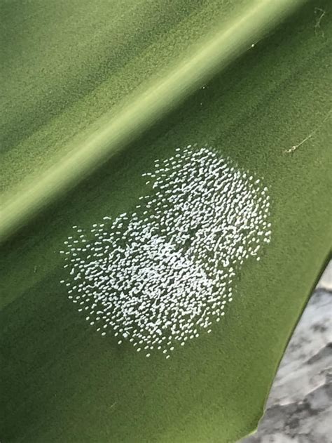 Insect Egg Identification R Whatsthisbug