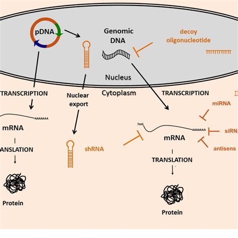 Fate Of Nucleic Acids Delivery System In The Gut Following An Oral