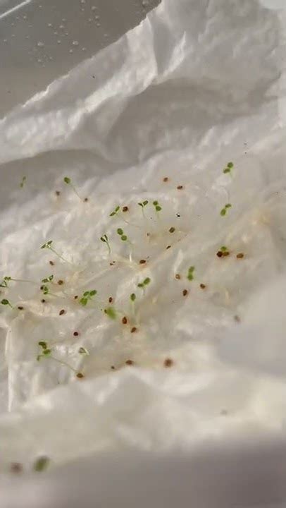 🌱 Germinating Strawberry In Tissue Transplanting Soon Shorts Short Homeplanting Strawberry