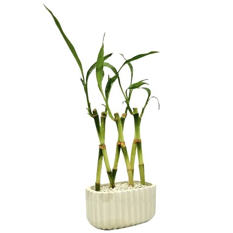 Vaso Com 6 Hastes De Bambu Da Sorte Trançado Bambu Da Sorte Plantas Naturais Arranjos E