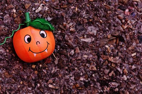 무료 이미지 꽃 주황색 식품 생기게 하다 곤충 가을 호박 할로윈 흙 6000x4000 545360 무료 이미지 Pxhere