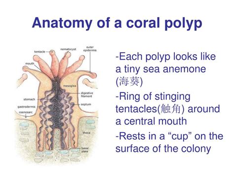 Ppt Colorful Corals Powerpoint Presentation Free Download Id 3373487