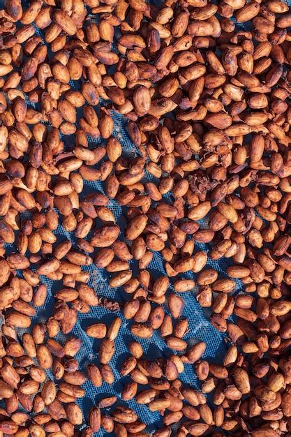 Premium Photo Organic Cocoa Beans Sun Drying On A Farm