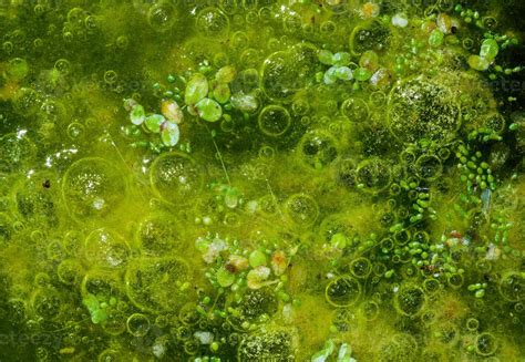 Freshwater Algae Spirogyra Release Oxygen Into The Air Oxygen Synthesis In Water Bodies